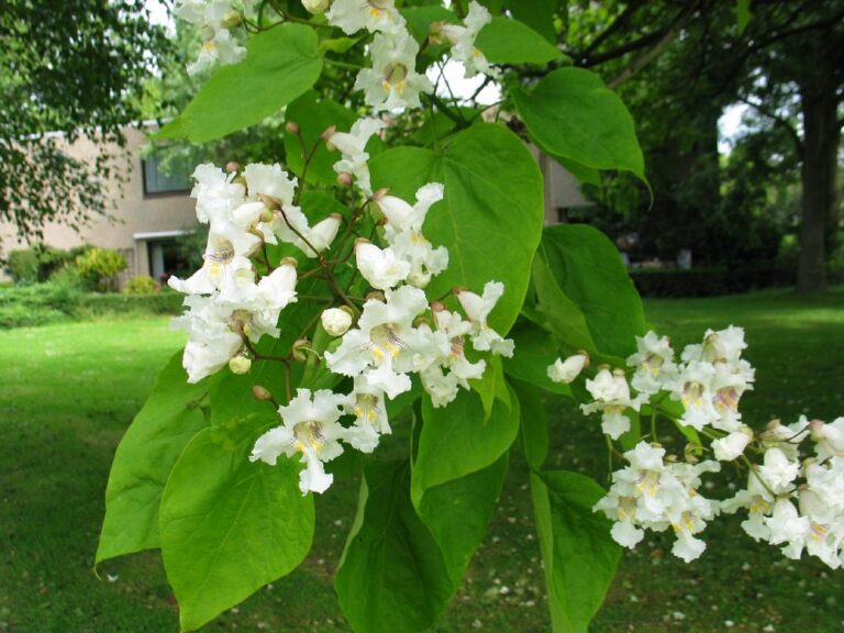 northern catalpa - Redwood Falls Nursery