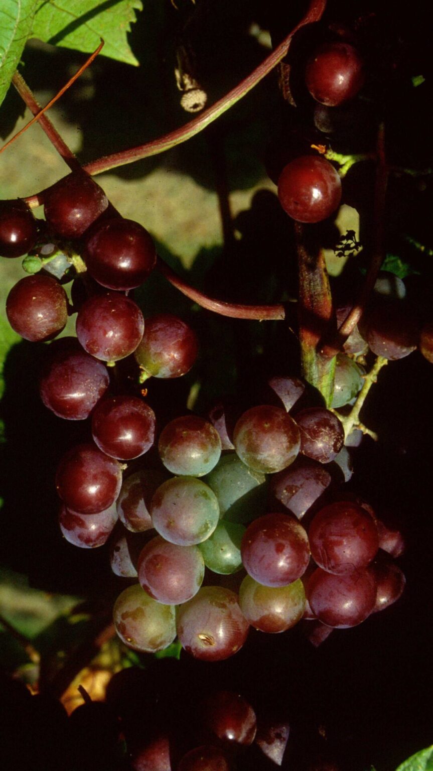 somerset seedless grape - Redwood Falls Nursery
