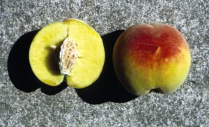contender peach - Redwood Falls Nursery