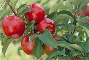 red regent apple - Redwood Falls Nursery