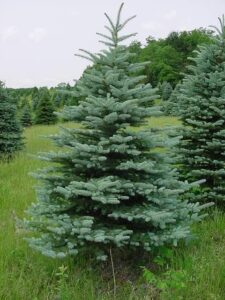 Fat Albert spruce - Redwood Falls Nursery