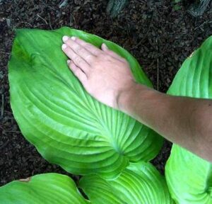 sum and substance hosta - Redwood Falls Nursery