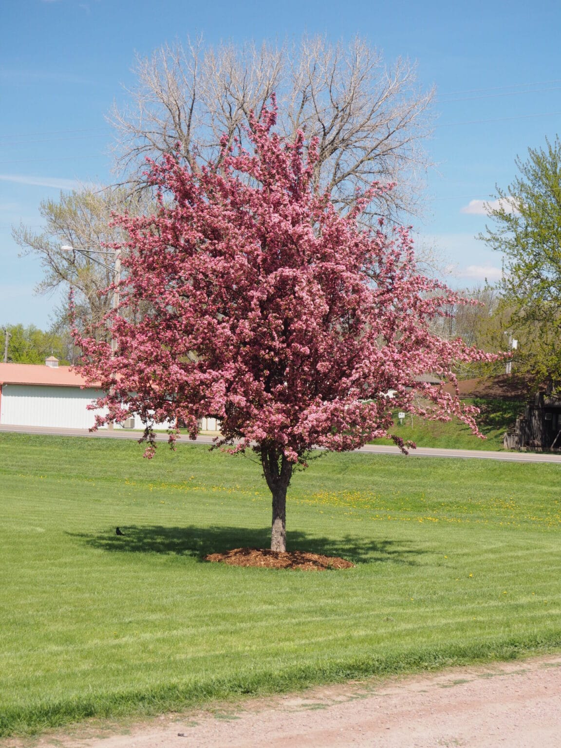 red splendor flowering crab - Redwood Falls Nursery