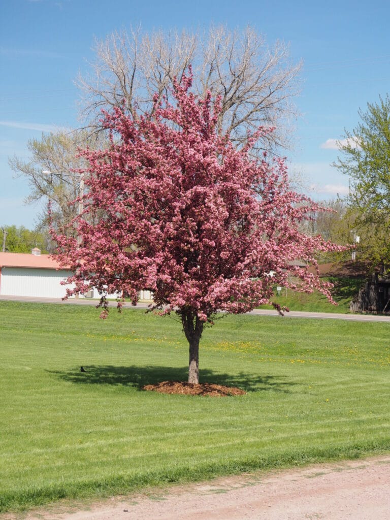 red splendor flowering crab - Redwood Falls Nursery