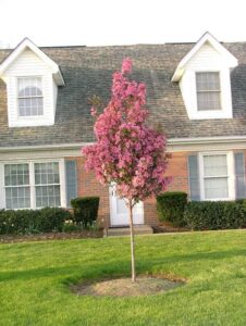 rejoice flowering crab - Redwood Falls Nursery