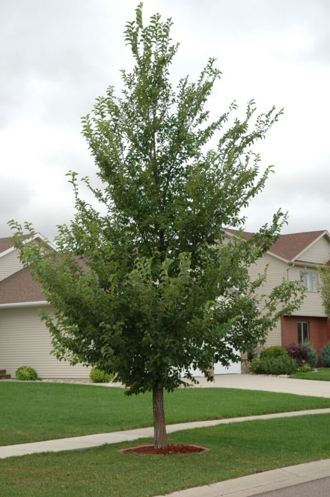 New Horizon Elm - Redwood Falls Nursery