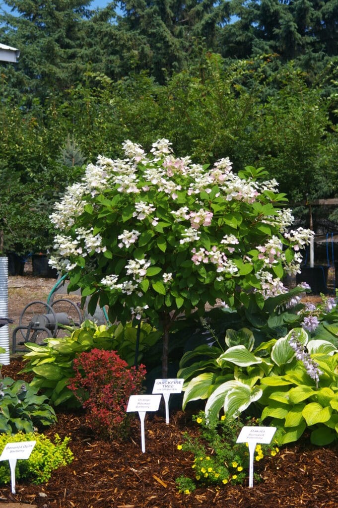 quickfire hydrangea tree - Redwood Falls Nursery