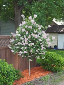miss kim lilac tree - Redwood Falls Nursery