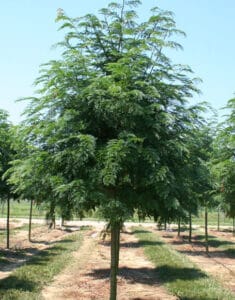 skyline honeylocust - Redwood Falls Nursery