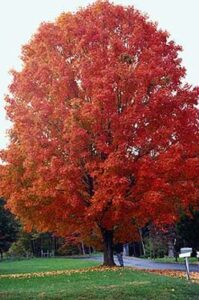 fall fiesta sugar maple - Redwood Falls Nursery
