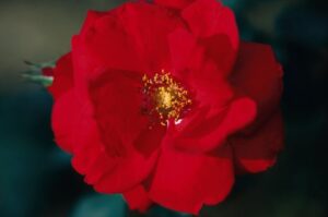 Ramblin Red Climbing Rose - Redwood Falls Nursery