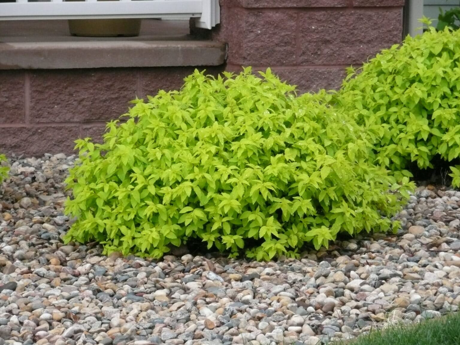 Goldmound spirea - Redwood Falls Nursery