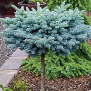 Dwarf globe blue colorado spruce tree form - Redwood Falls Nursery