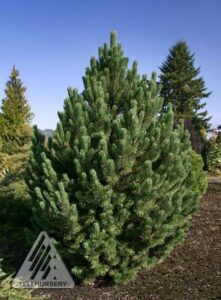 tannenbaum pine - Redwood Falls Nursery