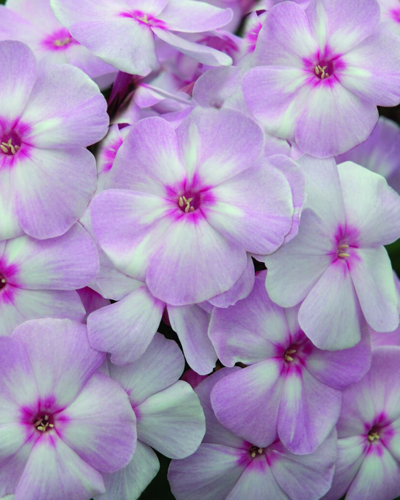 cotton candy phlox - Redwood Falls Nursery
