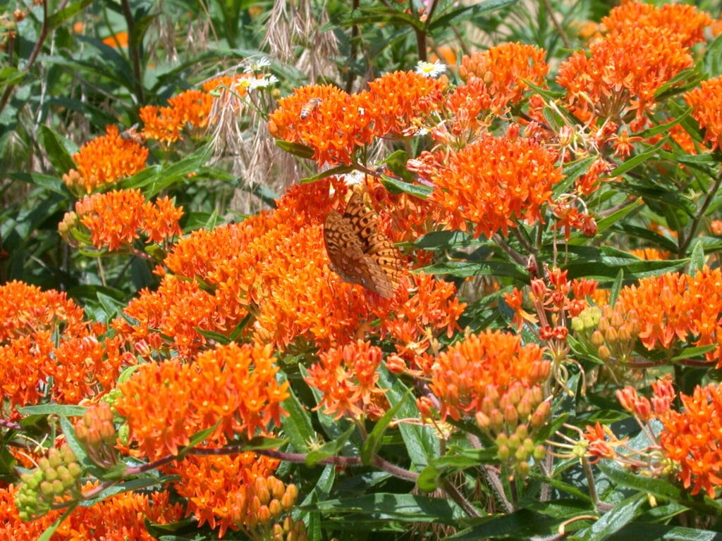 butterfly weed - Redwood Falls Nursery