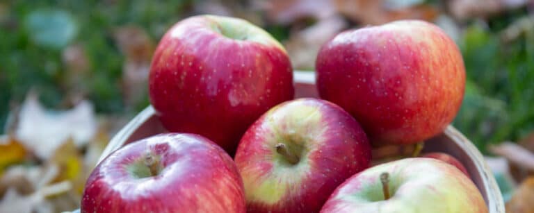 Triumph Apple - Redwood Falls Nursery