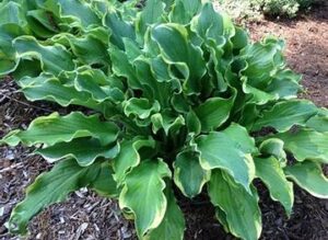 Wheee! Hosta - Redwood Falls Nursery