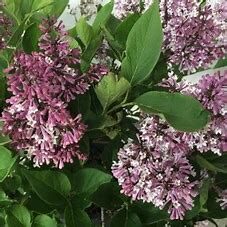Shrubs - Redwood Falls Nursery