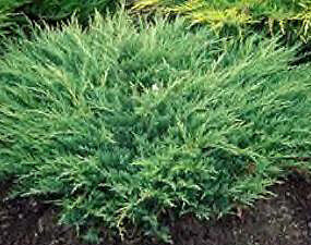 Search Evergreens - Redwood Falls Nursery